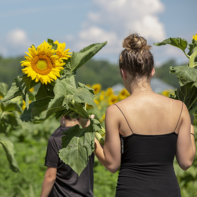 진영미의 사진 여행: 뉴욕주 해바라기 농원(Sunflower Valley Farm, NY) - Travel - NYCultureBeat